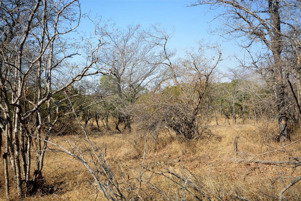 Prime River Stand in Moditlo Nature Reserve. Big 4 game views, Marula ...