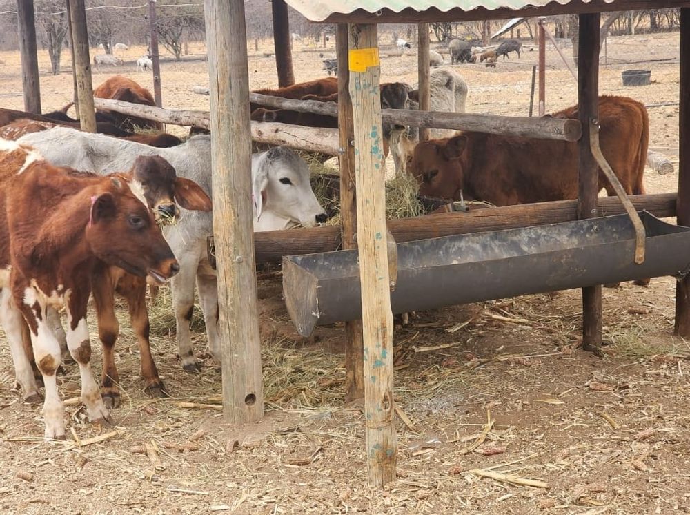 For Sale: Farm in Pretoria North with rental income, multiple houses ...